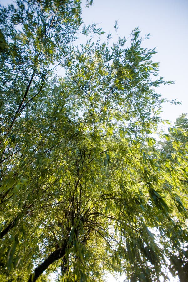 Tree Trunk with Leaves and Just Bare Branches Part of a Tree with Old ...