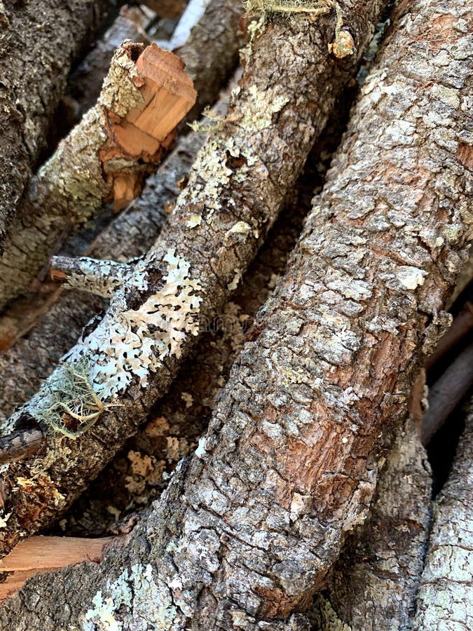 Tree trunk with lichens stock image. Image of nature - 356067135