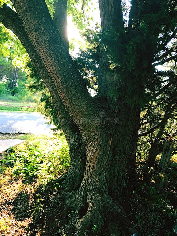 Tree trunk stock photo. Image of trunk, light, plant - 103352706