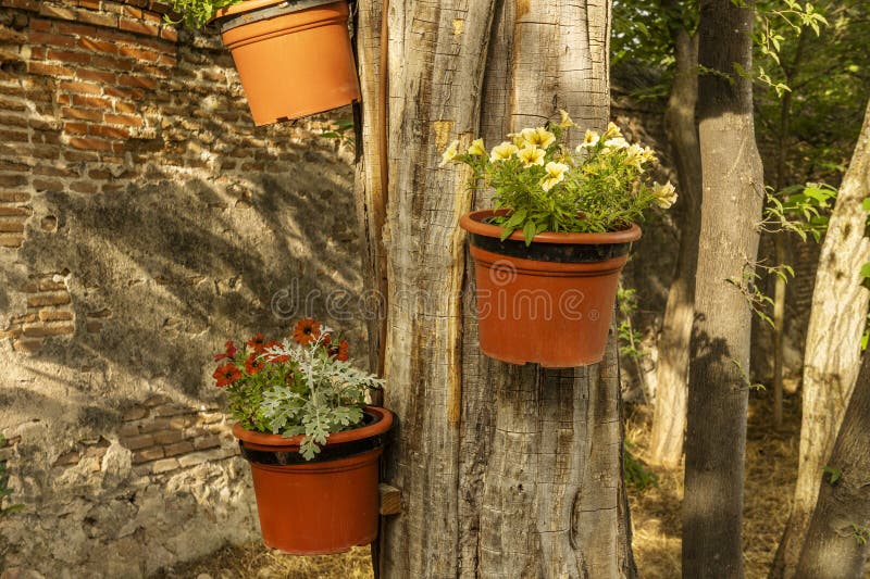 A Tree Trunk Loaded with Pots in an Urban Stock Image - Image of park ...
