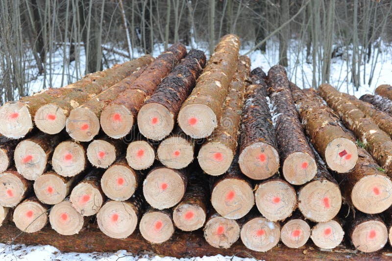 Tree Trunk Logs with Bark in a Forest after Forest Felling or Tree ...