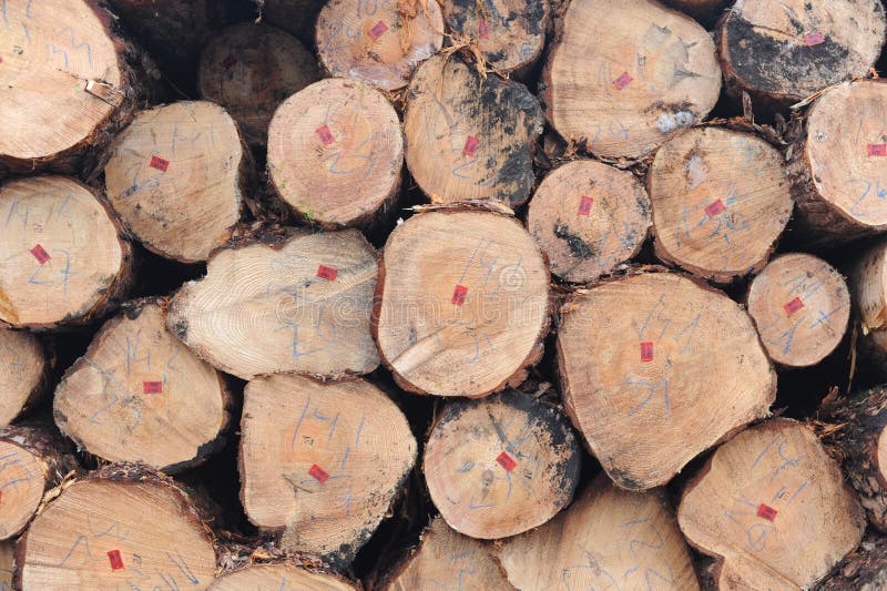 Tree Trunk Logs with Bark in a Forest after Forest Felling or Tree ...