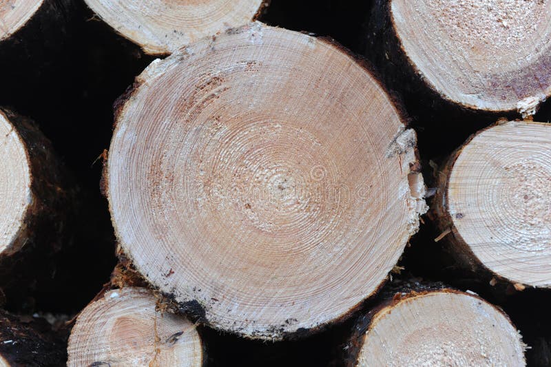 Tree Trunk Logs with Bark in a Forest after Forest Felling or Tree ...
