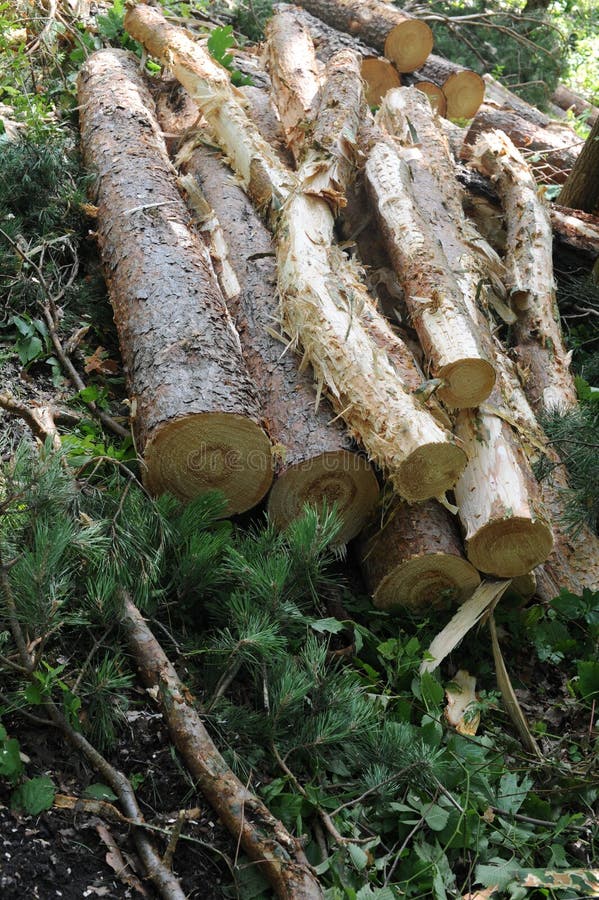 Tree Trunk Logs with Bark in a Forest after Forest Felling or Tree ...