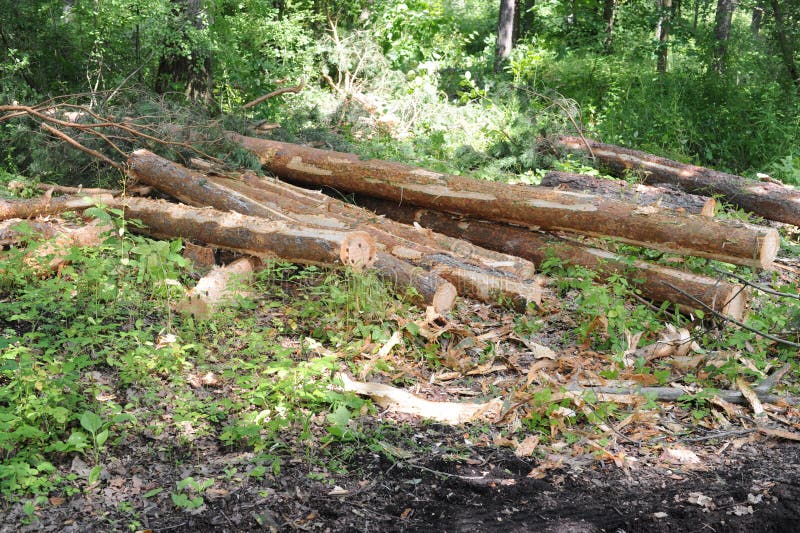 Tree Trunk Logs with Bark in a Forest after Forest Felling or Tree ...