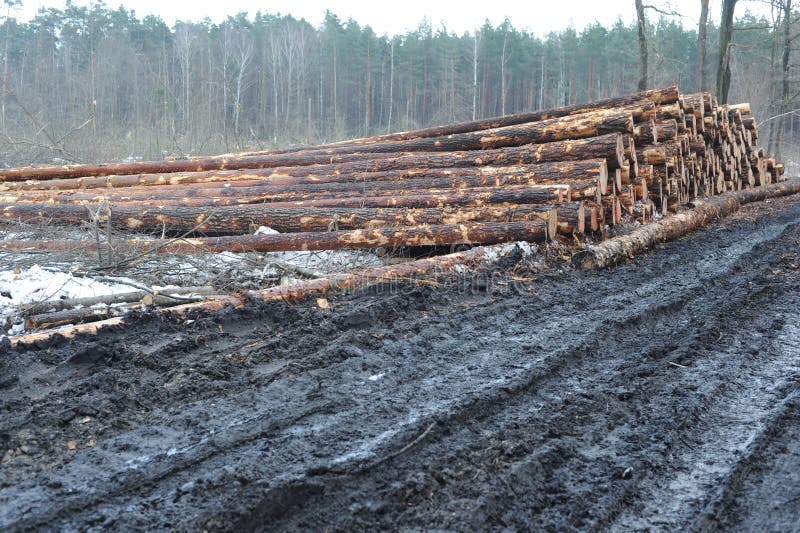 Clearing in winter forest stock photo. Image of edge - 27304818