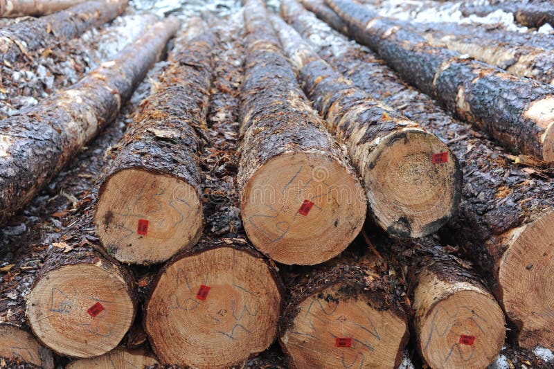 Clearing in winter forest stock photo. Image of edge - 27304818