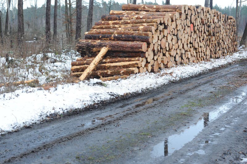 Clearing in winter forest stock photo. Image of edge - 27304818