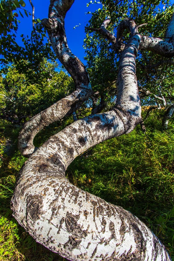 A Tree Trunk with a Long, Curvy Shape Stock Image - Image of covered ...