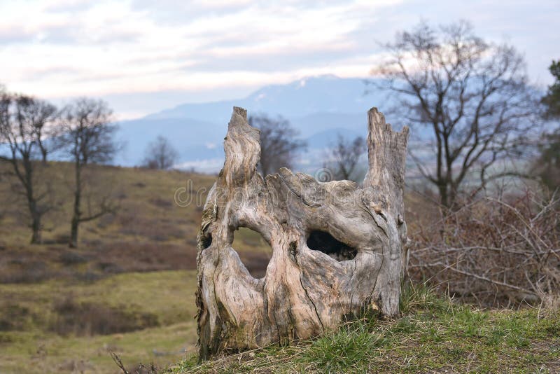 The Tree Trunk Looks Like Human Face. Stock Photo - Image of decorative ...