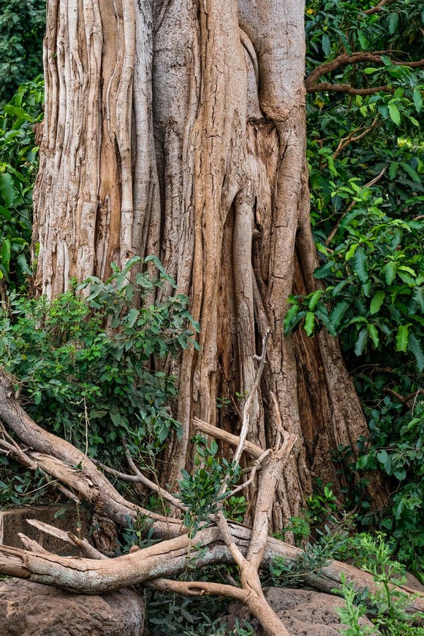 Tree Trunk with Lots of Air Roots Stock Image - Image of wood, root ...