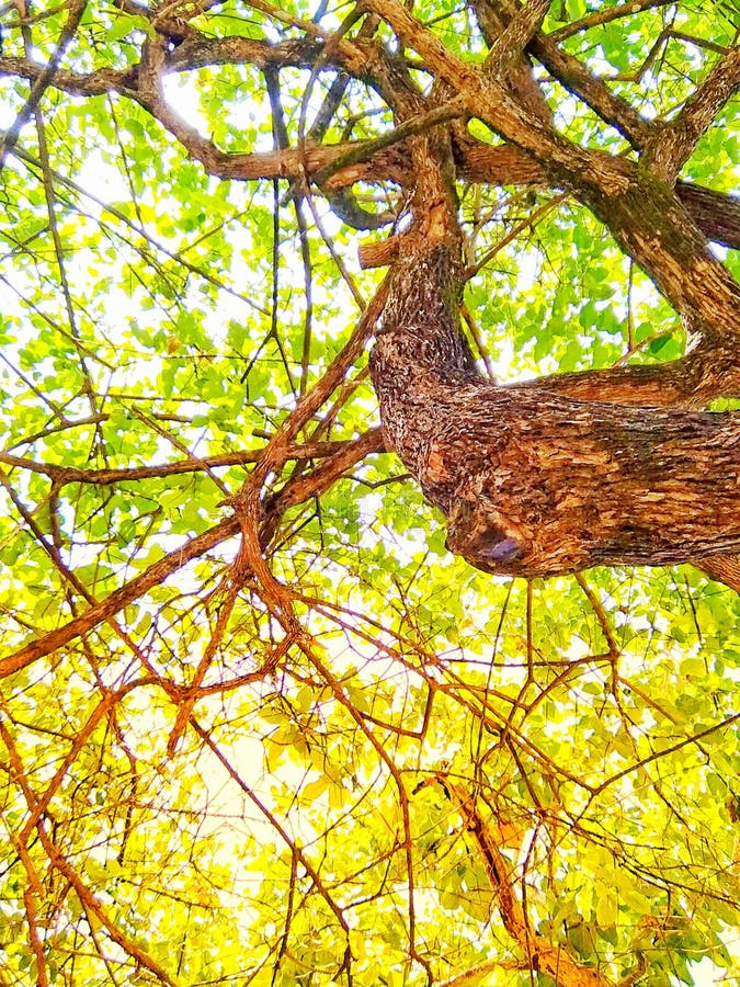 A Tree Trunk with Lush Leaves on the Ujung Genteng Beach, Sukabumi ...