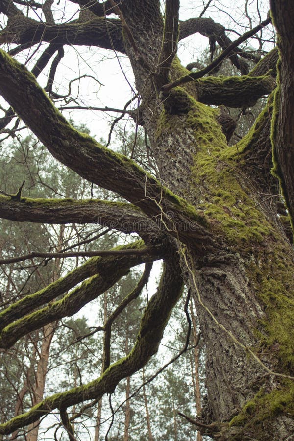 Tree Trunk with Many Attachment. Stock Photo - Image of fairy, dust ...