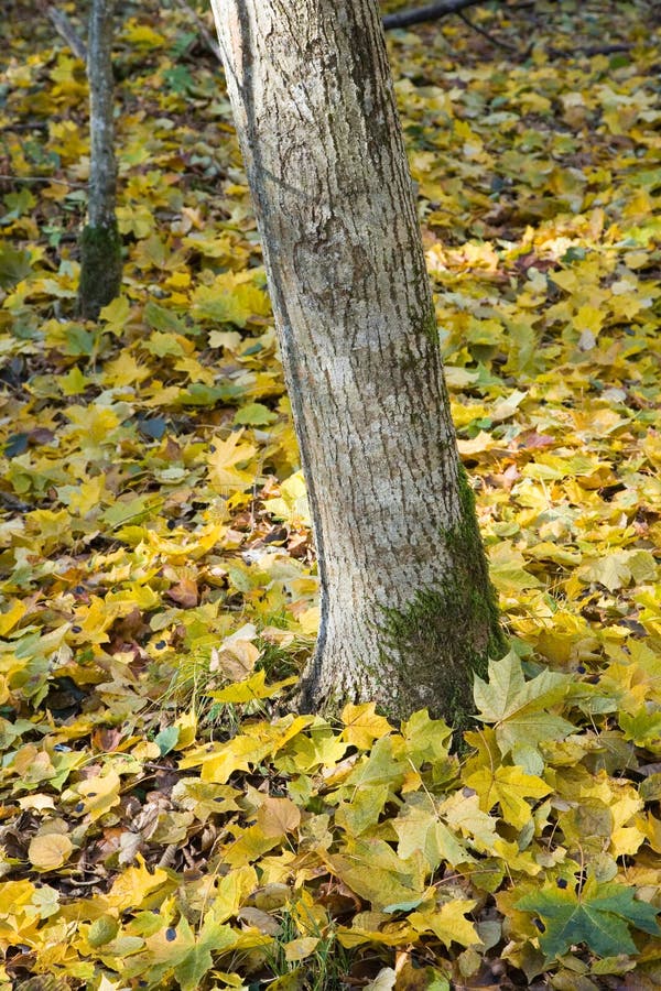 Tree Trunk and Maple Leaves Stock Image - Image of nature, fall: 3478555