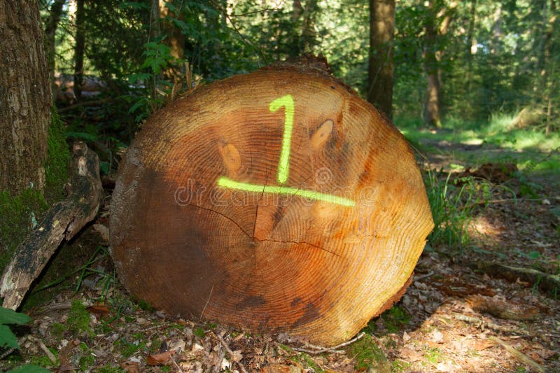 Tree trunk marked number 1 stock image. Image of yellow - 328401749