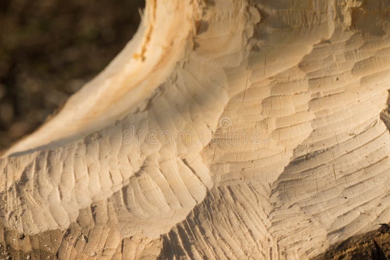 Tree Trunk with Marks of Beaver Teeth Stock Image - Image of bark ...
