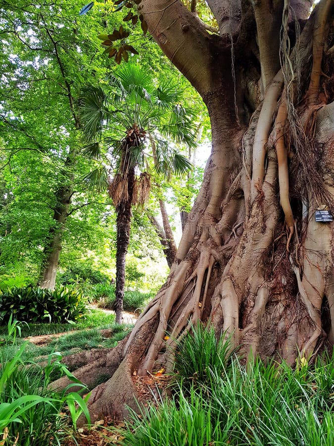 Tree trunk stock photo. Image of melbourne, tree, gardens - 118681684
