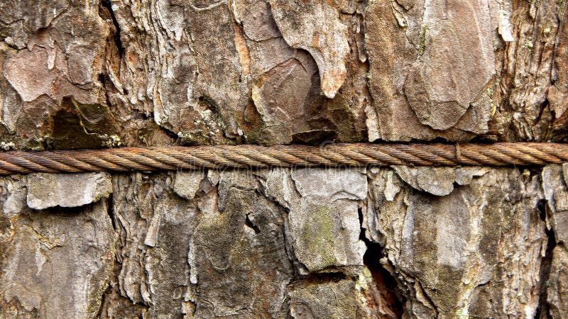 Tree Trunk in Metal Barbed Wire Ecology Backgraubd Stock Image - Image ...