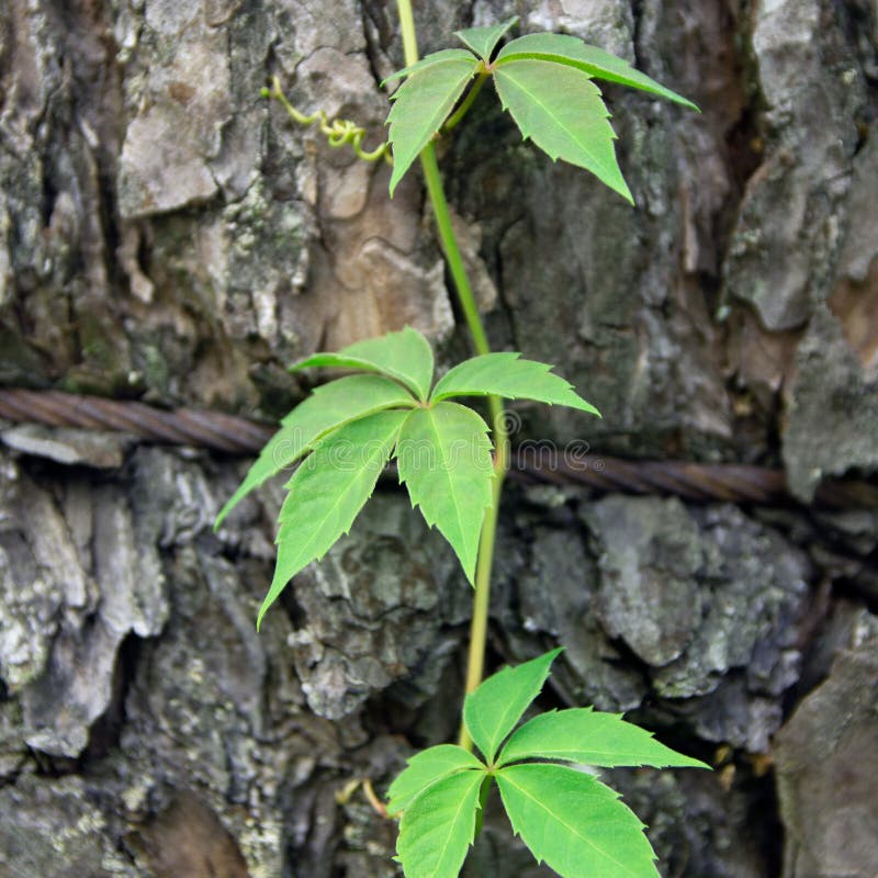 Tree Trunk in Metal Barbed Wire Ecology Backgraubd Stock Image - Image ...