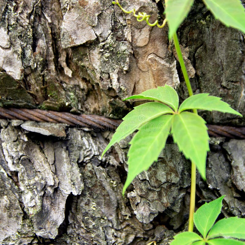 Tree Trunk in Metal Barbed Wire Ecology Backgraubd Stock Image - Image ...
