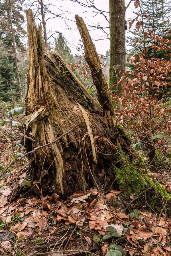 Tree Trunk in the Middle of the Forest Stock Image - Image of forest ...
