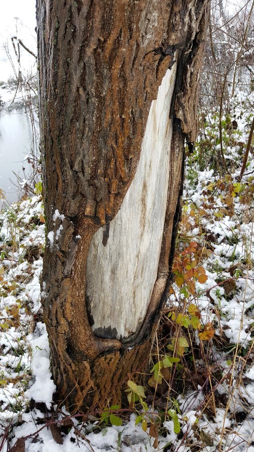 Tree Trunk with Missing Bark Stock Photo - Image of leaves, large ...