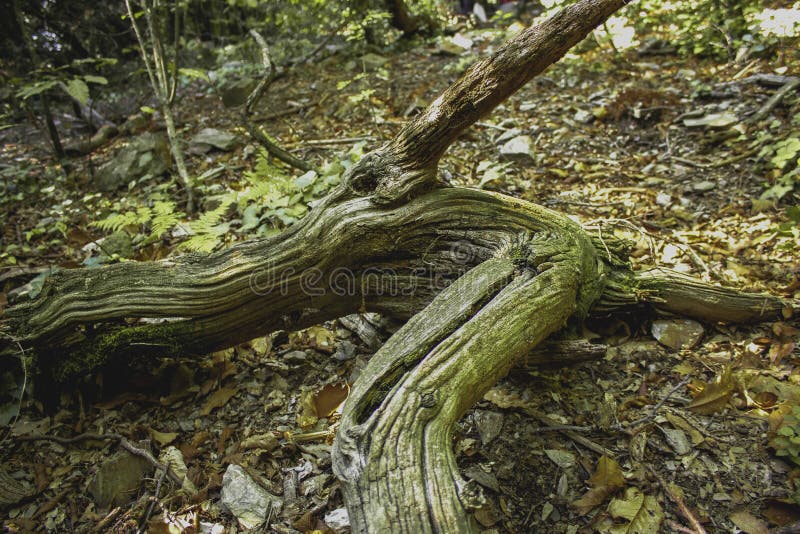 Mold on the Trunk of a Tree. Place of Cutting a Tree in a Coniferous ...