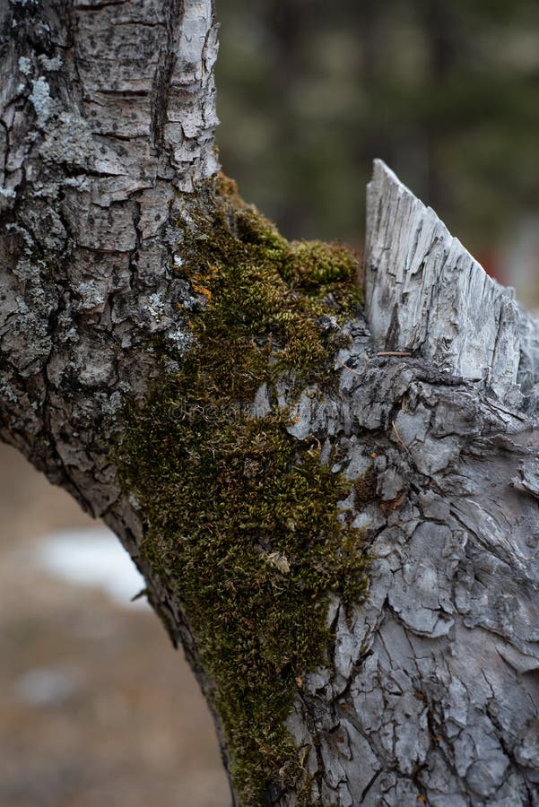 Tree Trunk with Moss. Tree Trunk Stock Photo - Image of obsolete ...
