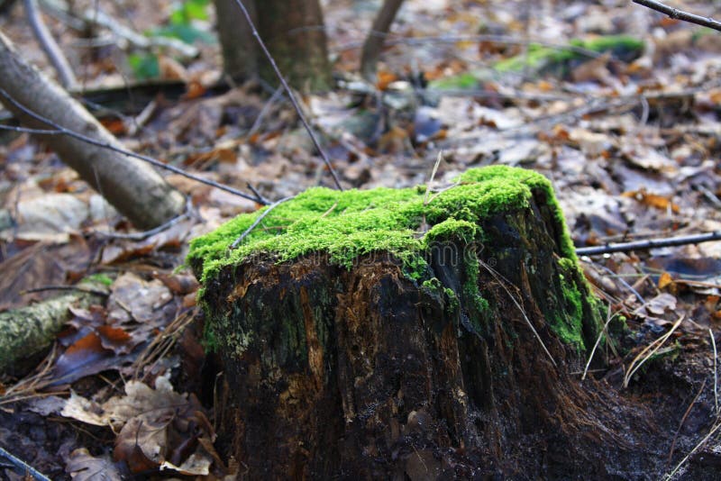 Tree trunk with moss stock image. Image of tree, fall - 96049893