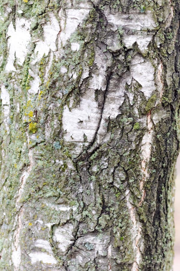 Tree Trunk with Moss Growing on it Stock Photo - Image of growing, bark ...