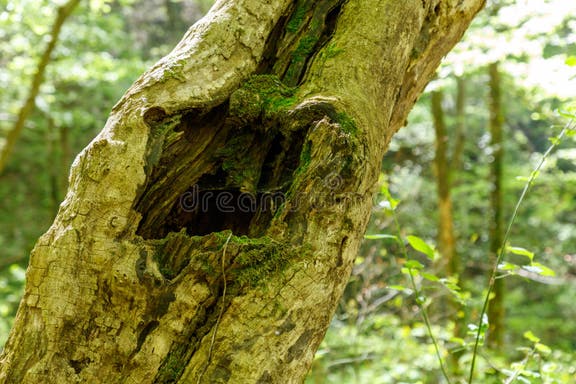 A Tree Trunk with Moss Growing on it Stock Photo - Image of bark ...