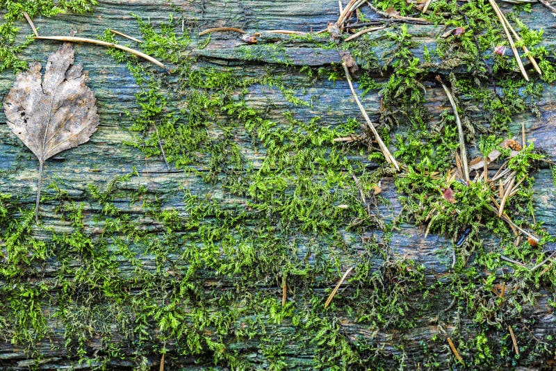 Tree Trunk with Moss Horizontal Photo Texture Stock Photo - Image of ...