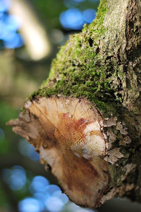 Tree Trunk with Moss and Lichen Stock Image - Image of fall, nature ...