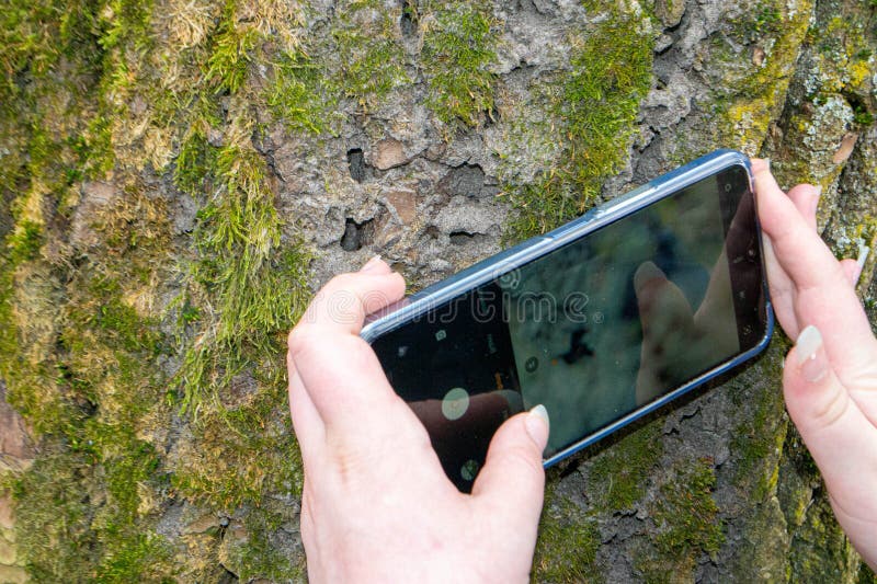 A Tree Trunk with Moss on it and a Sky Background Stock Photo - Image ...