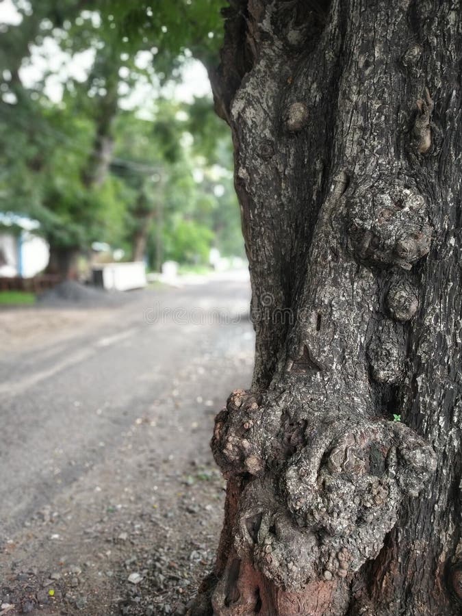 The Tree Trunk is Most Important Part. Stock Photo - Image of tree ...