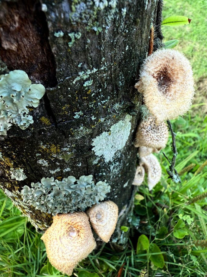 Tree Trunk with Mushrooms and Other Textures Stock Photo - Image of ...