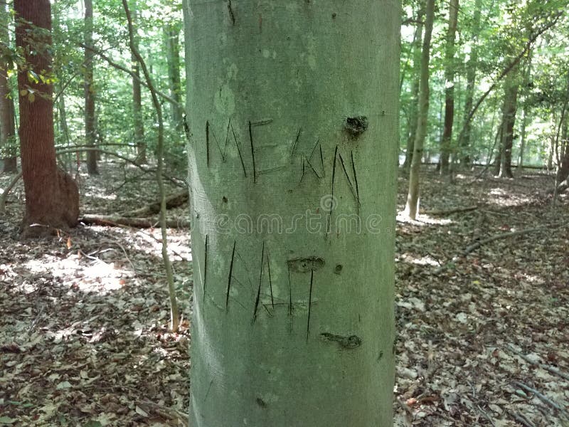 Tree Trunk with Names Carved on it Stock Image - Image of outdoor, name ...