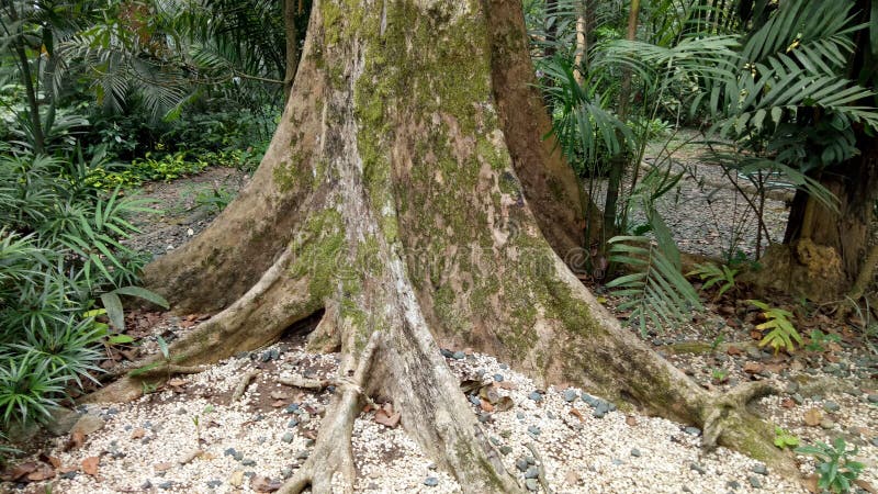 122 Narra Tree Stock Photos - Free & Royalty-Free Stock Photos from ...