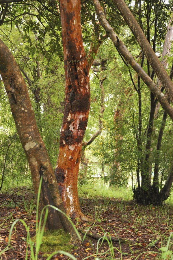 Arrayan Tree in Patagonia, Argentina Stock Image - Image of flora, wood ...
