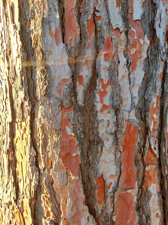 Tree Trunk Natural Brown Texture Stock Image - Image of texture ...