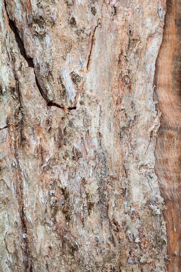 Tree Trunk Nature. Bark Texture Pattern Wood for Background Image ...