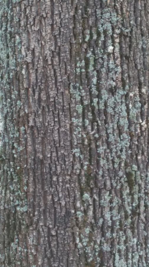 Tree trunk in nature stock photo. Image of leaf, twig - 331400304