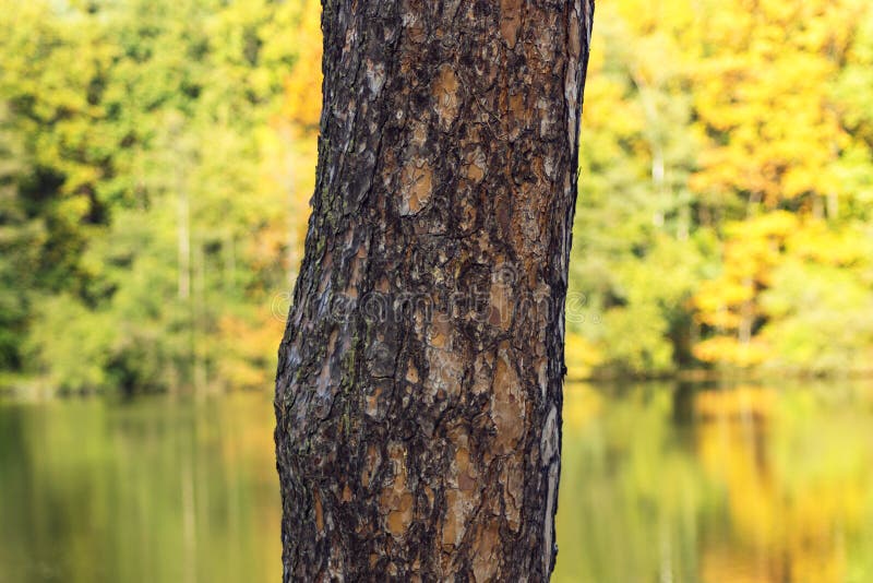 Tree trunk stock image. Image of environment, autumn - 45870231
