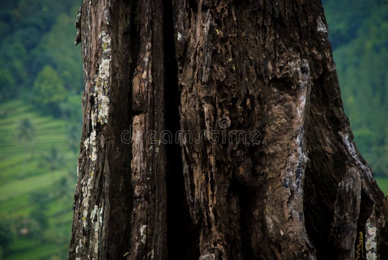 Tree, Trunk, Old Growth Forest, Forest Stock Photo - Image of grove ...