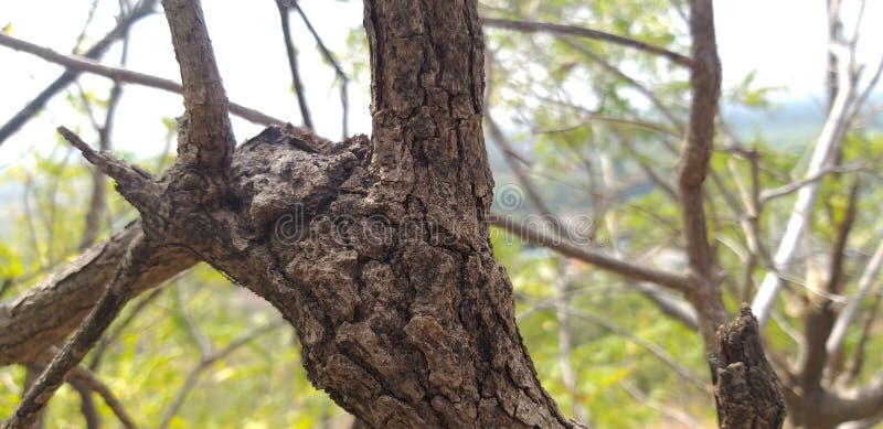 Tree Trunk Over a Hill in Focus. Stock Image - Image of nature ...