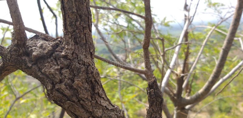 Tree Trunk Over a Hill in Focus. Stock Image - Image of wood, trunk ...