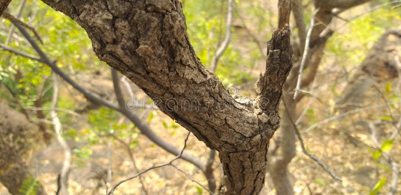 Tree Trunk Over a Hill in Focus. Stock Image - Image of autumn, plant ...