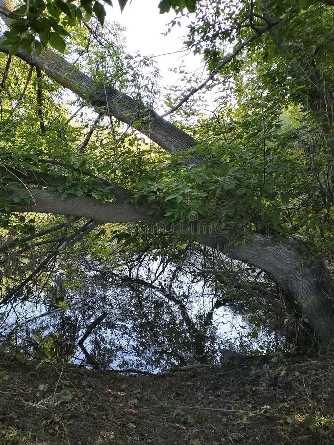 Tree trunk over water stock photo. Image of tree, trunk - 159514522