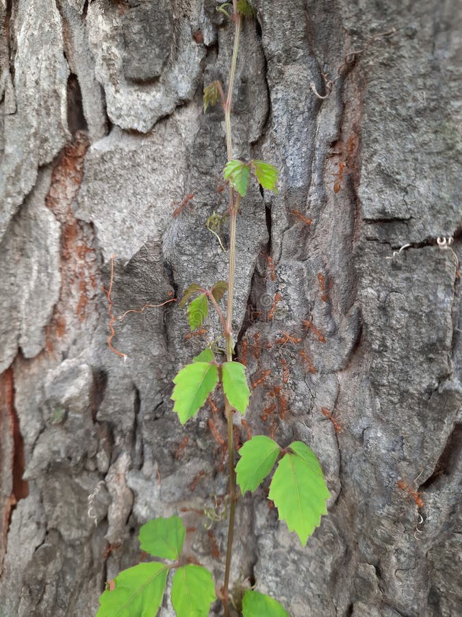 A Tree Trunk Overgrown with Creeping Plants and Infested with Ants ...