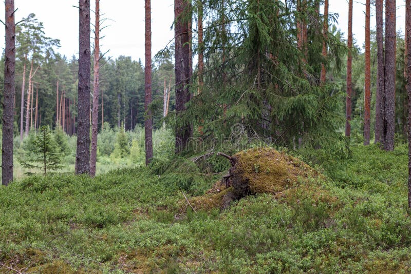 .tree Trunk Overgrown with Green Moss in the Forest Stock Photo - Image ...